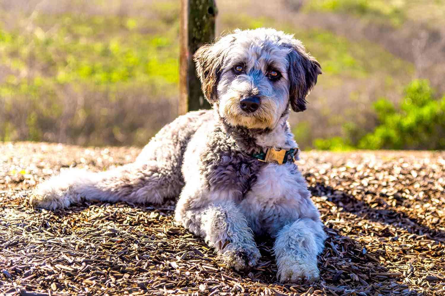 All About Mini Aussiedoodle: Compact and Energetic - The Pet Pros