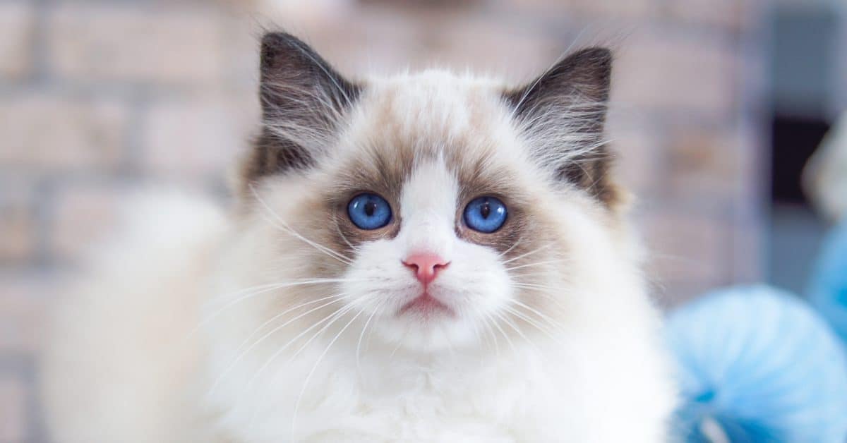 Ragdoll Cat: Gentle, Laid-Back, and Beautifully Floppy Companions – The ...