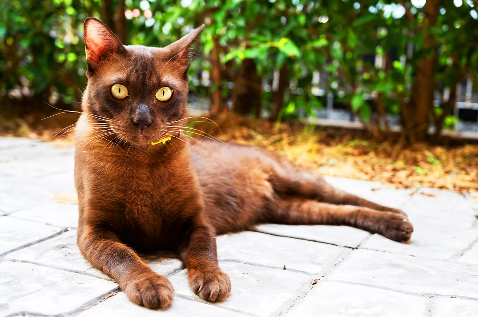 Havana Brown Cat: Elegant & Warm-Brown Beauty – The Pet Pros