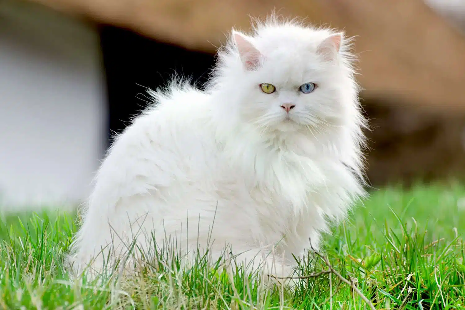 Turkish Angora Cat: Whispers of Elegance & Playful Spirits – The Pet Pros